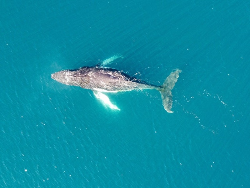 BBNJ Agreement Targets Sustainable Use of Marine Biodiversity in ...